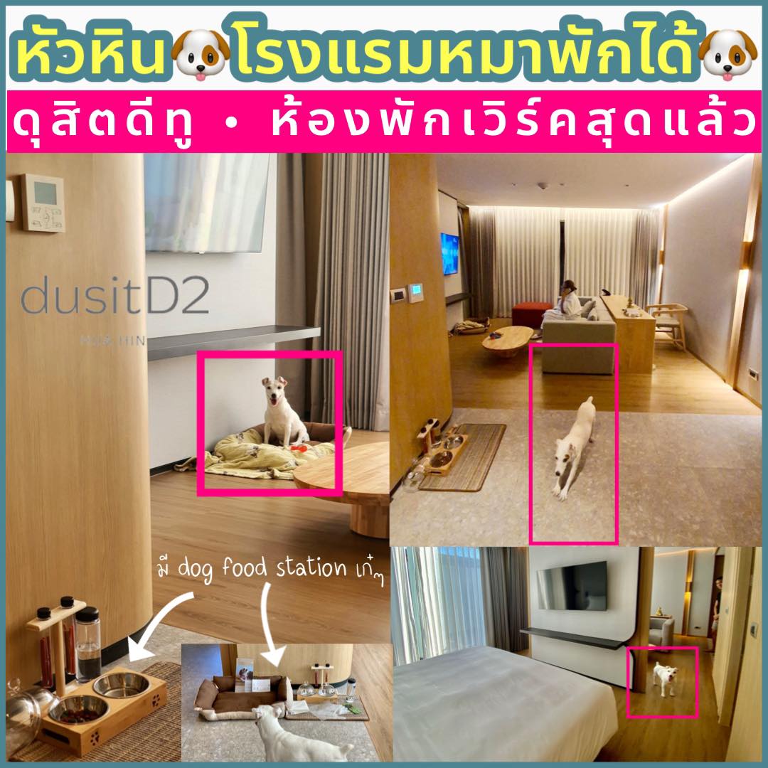 Dusit D2 โรงแรมที่สัตว์เข้าพักได้ | TookTee